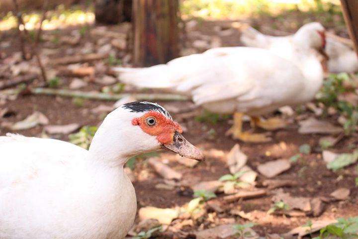 100+ Free Muscovy Duck & Duck Images