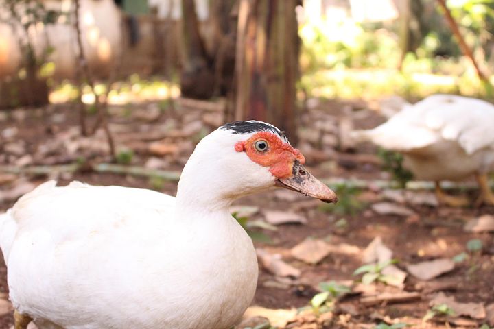 100+ Free Muscovy Duck & Duck Images