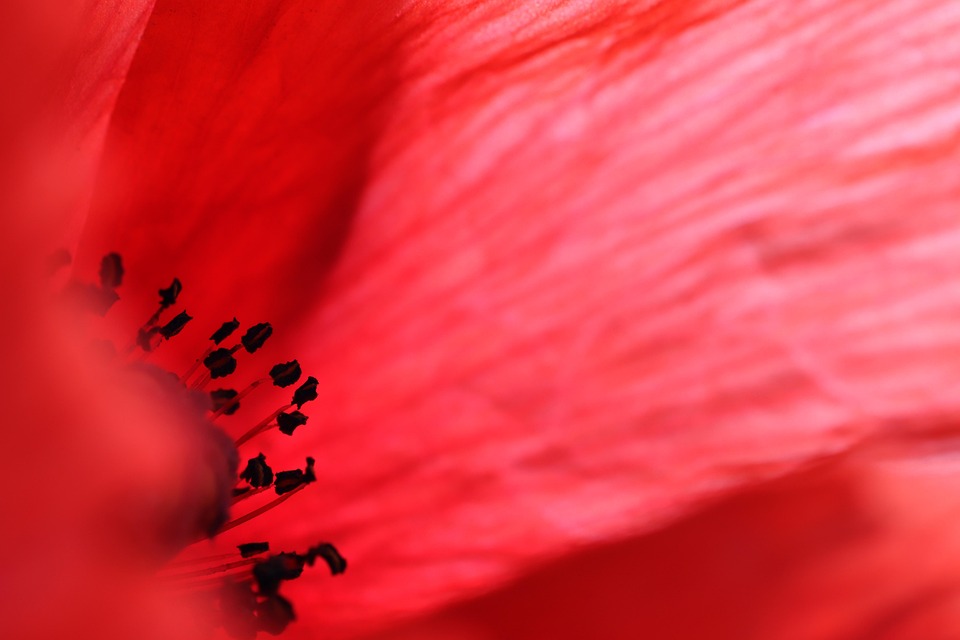 Poppy Flower Pistil Red - Free photo on Pixabay - Pixabay
