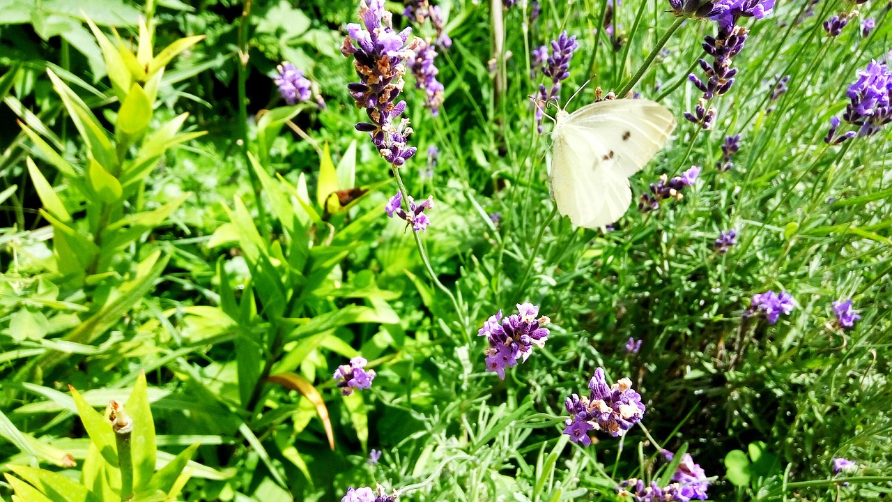 Sommer Wiese Garten - Kostenloses Foto auf Pixabay - Pixabay