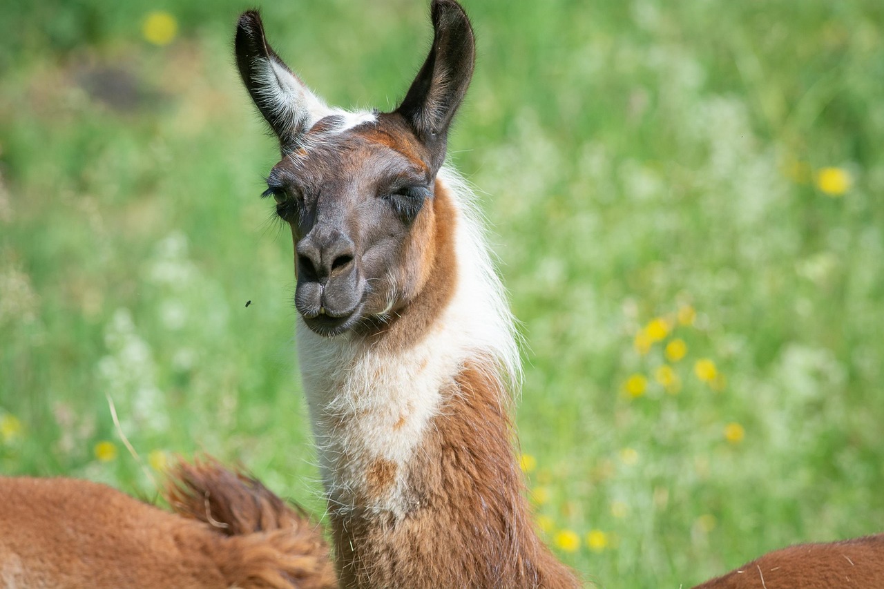 Lama Cabeza De Mamífero - Foto gratis en Pixabay - Pixabay