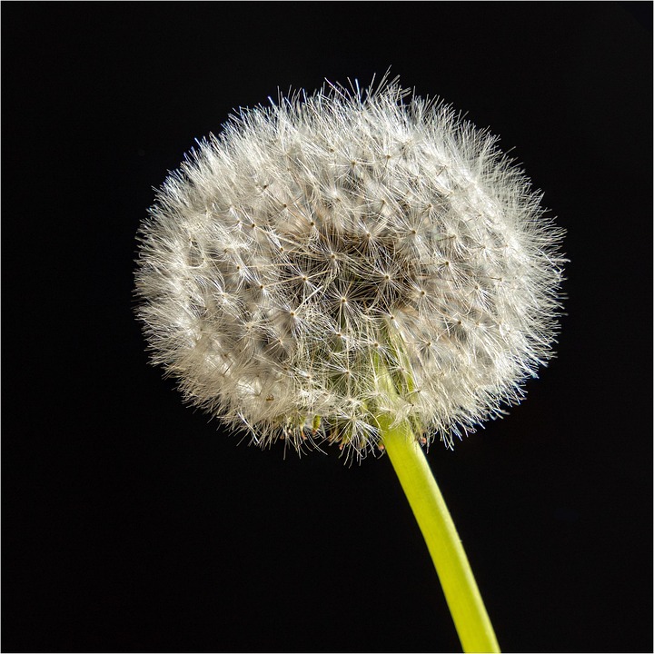 Flor Diente De León Silvestre - Foto gratis en Pixabay - Pixabay