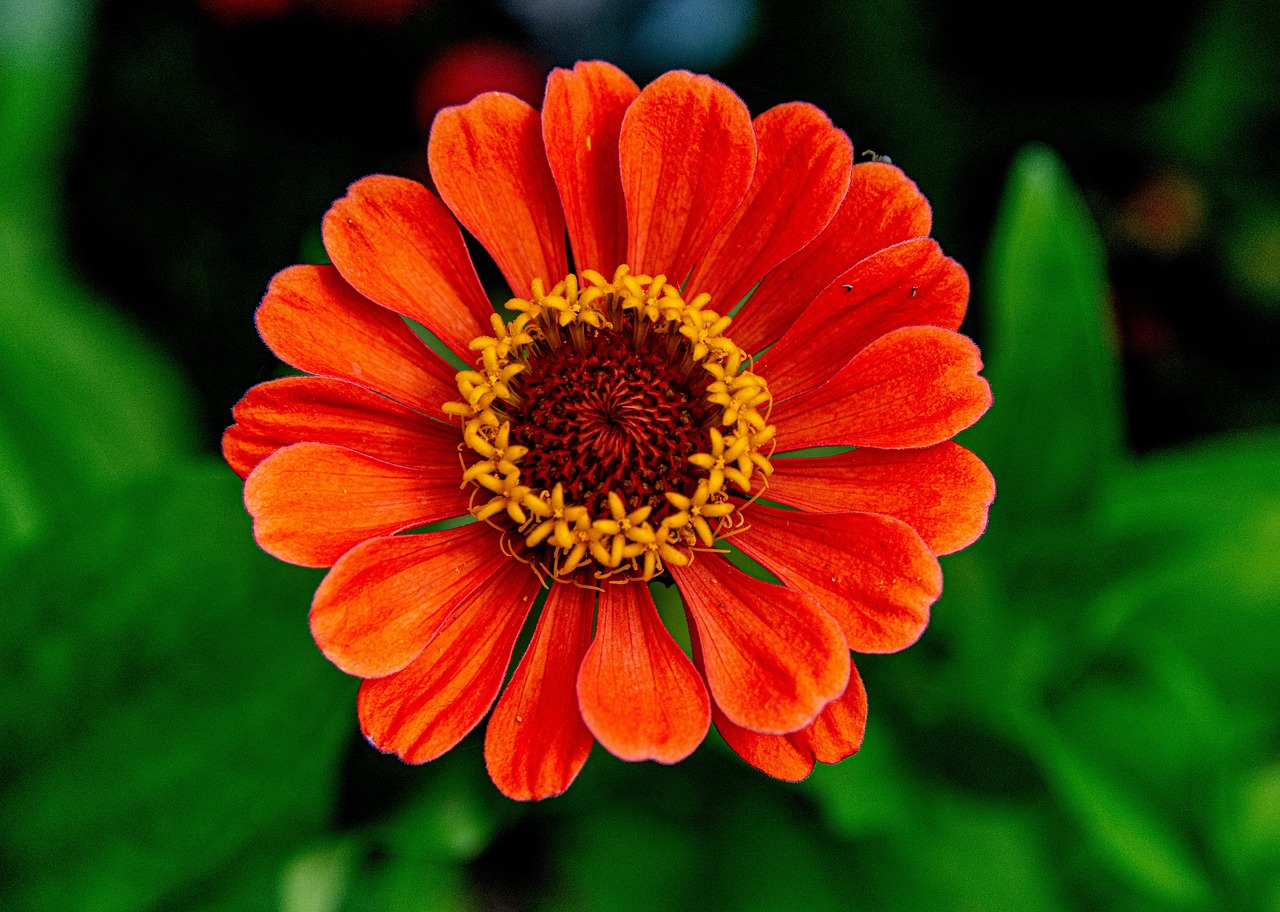 Peruvian Zinnia Flower Pistil - Free photo on Pixabay