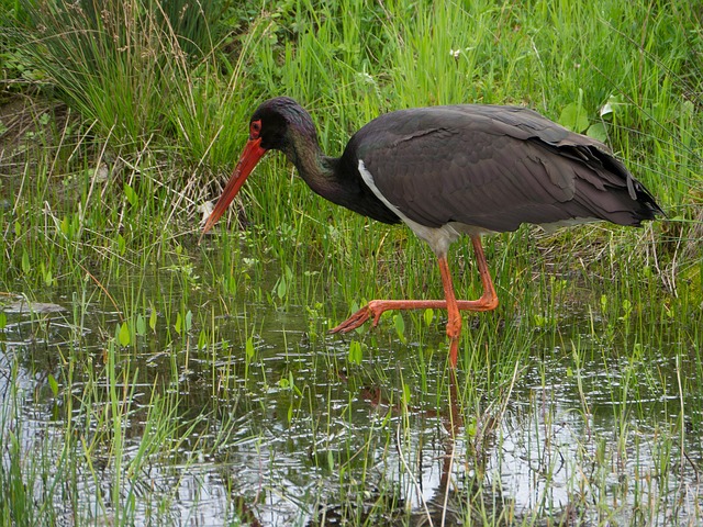 Black Stork Bird - Free photo on Pixabay - Pixabay