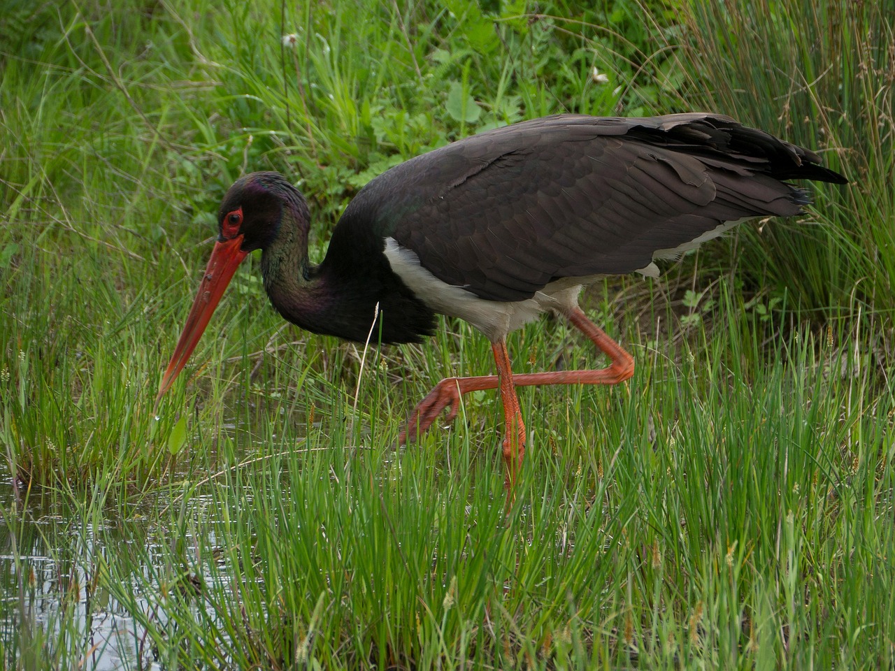 Black Stork Bird - Free photo on Pixabay - Pixabay