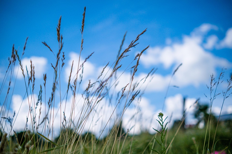 Gras Feld Wiese - Kostenloses Foto auf Pixabay - Pixabay