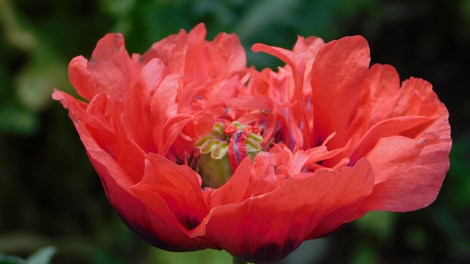 Opium Bunga Poppy Merah - Foto gratis di Pixabay - Pixabay