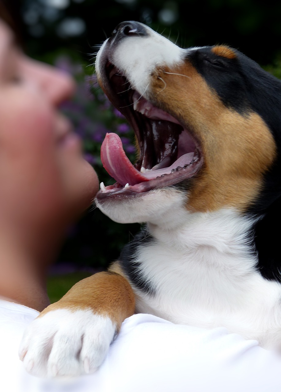 Puppy Pet Canine - Free photo on Pixabay - Pixabay