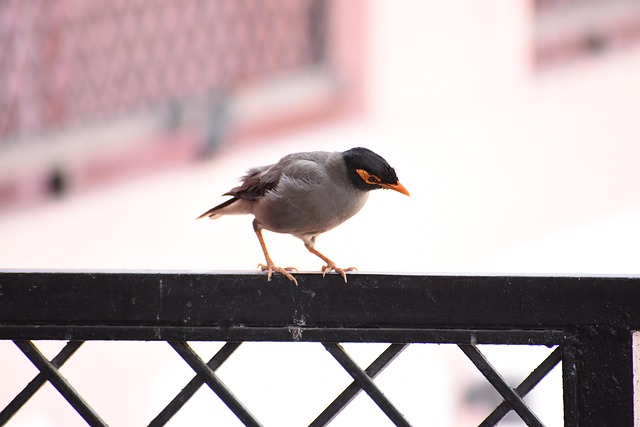 Yhteinen Myna Lintu - Ilmainen valokuva Pixabayssa - Pixabay