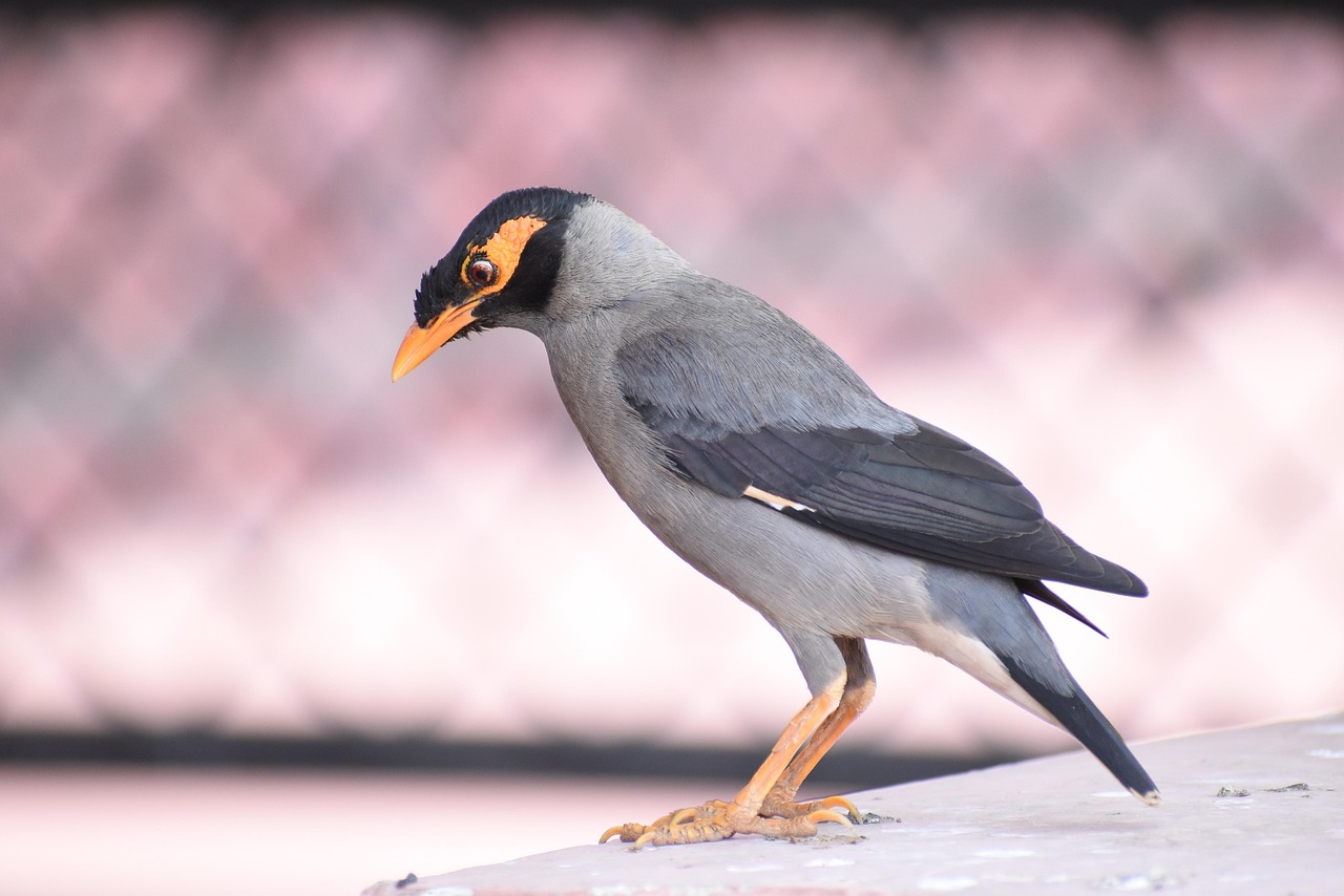 Common Myna Bird - Free photo on Pixabay