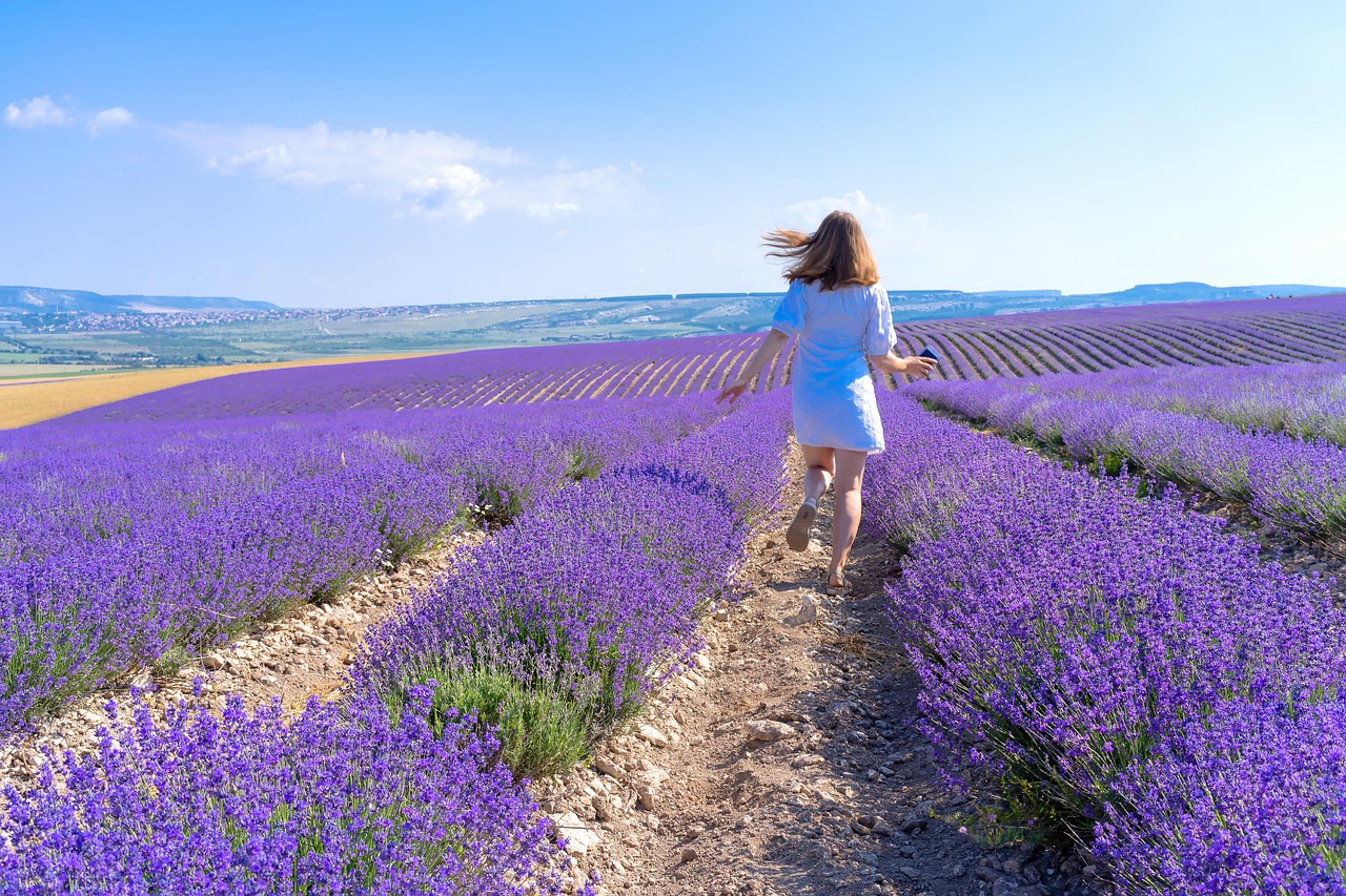 Lavender Field Tourist - Free photo on Pixabay