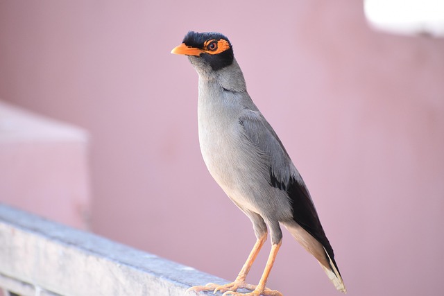 Common Myna Bird - Free photo on Pixabay - Pixabay