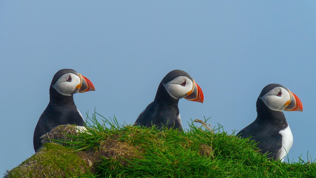 Puffin Birds Animals - Free photo on Pixabay - Pixabay