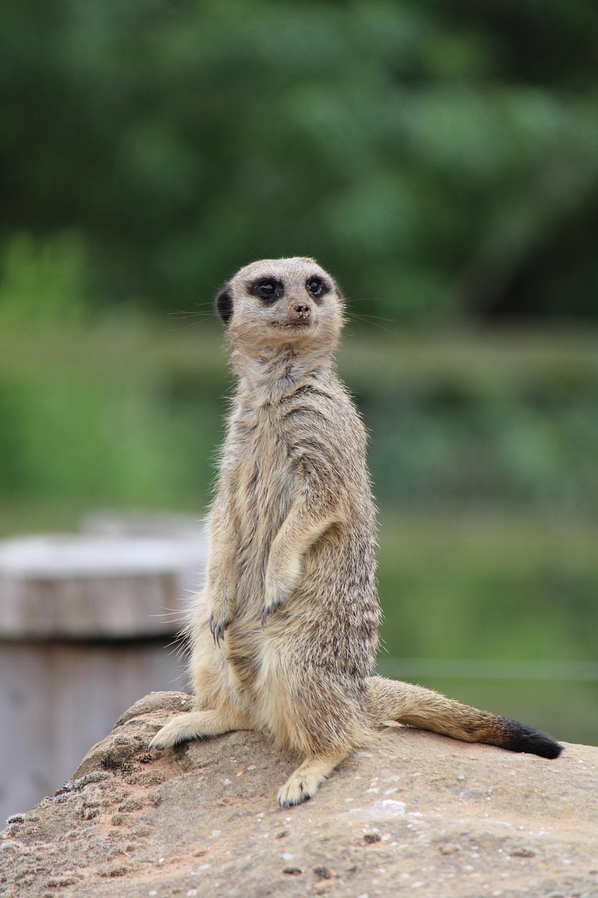 Suricata Animal Zoo - Foto gratis en Pixabay - Pixabay