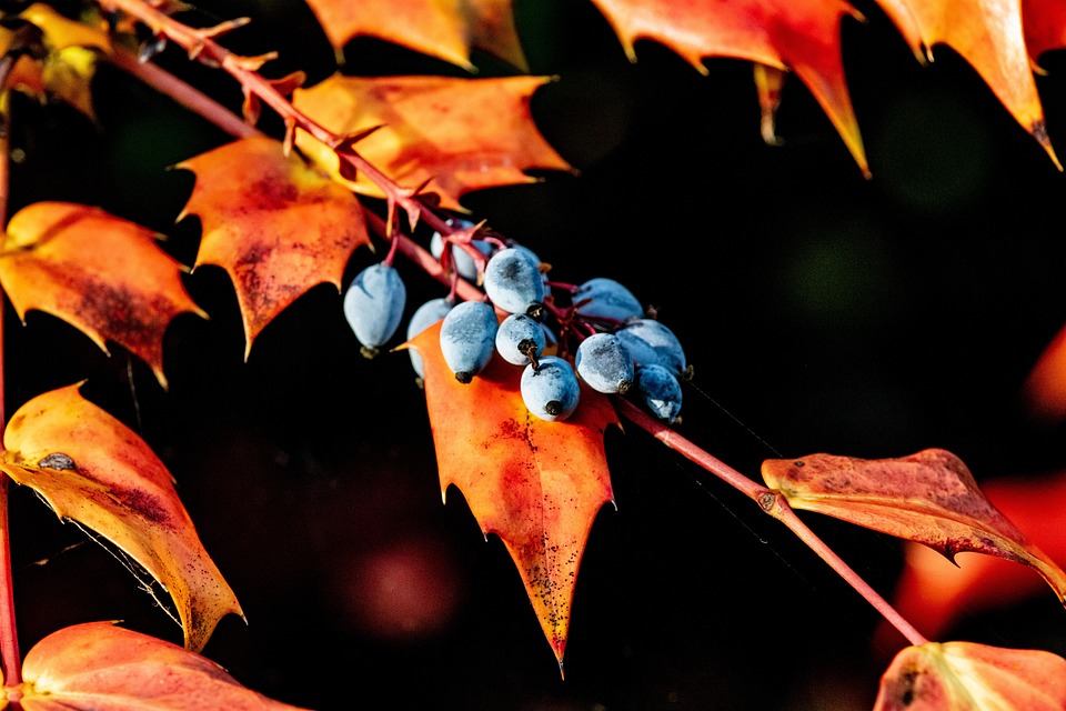 Blaubeeren Braune Blatter