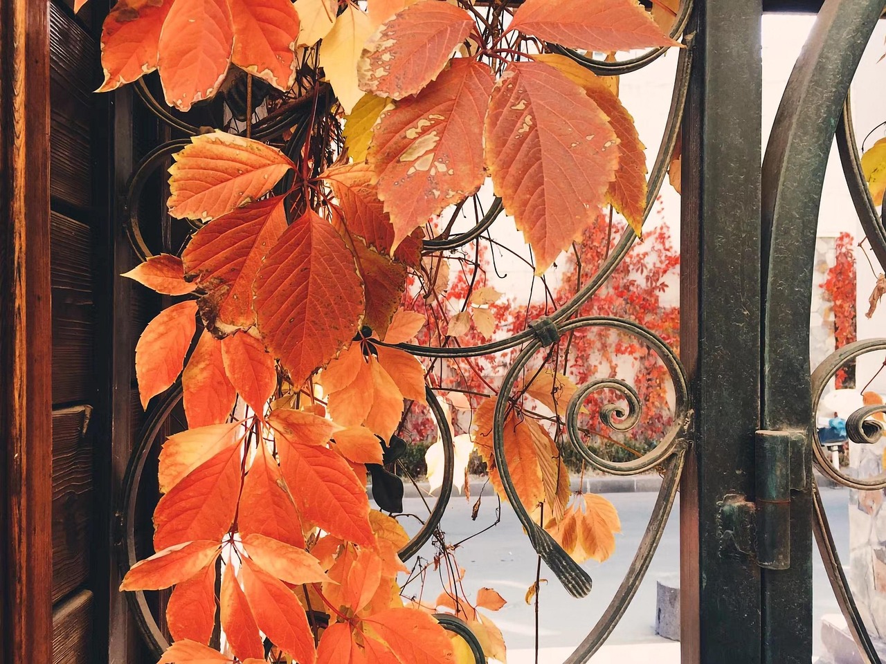 Special Effects Autumn Iron Free Photo On Pixabay Pixabay Special Effects Autumn Iron Free Photo On Pixabay Pixabay