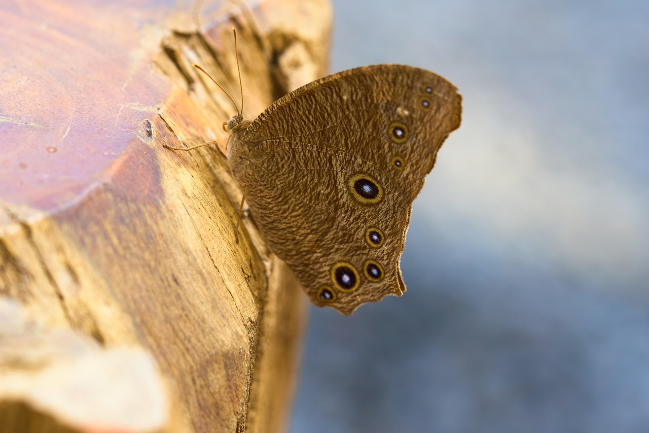 Mariposa Insecto Con Alas - Foto gratis en Pixabay - Pixabay