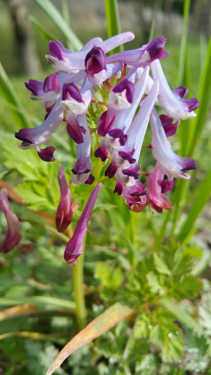 Flower Grass Nature - Free photo on Pixabay - Pixabay