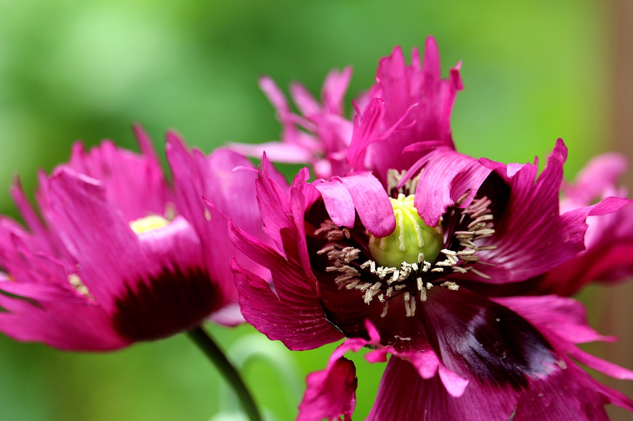 Coquelicot Fleur Violet Graines De - Photo gratuite sur Pixabay - Pixabay