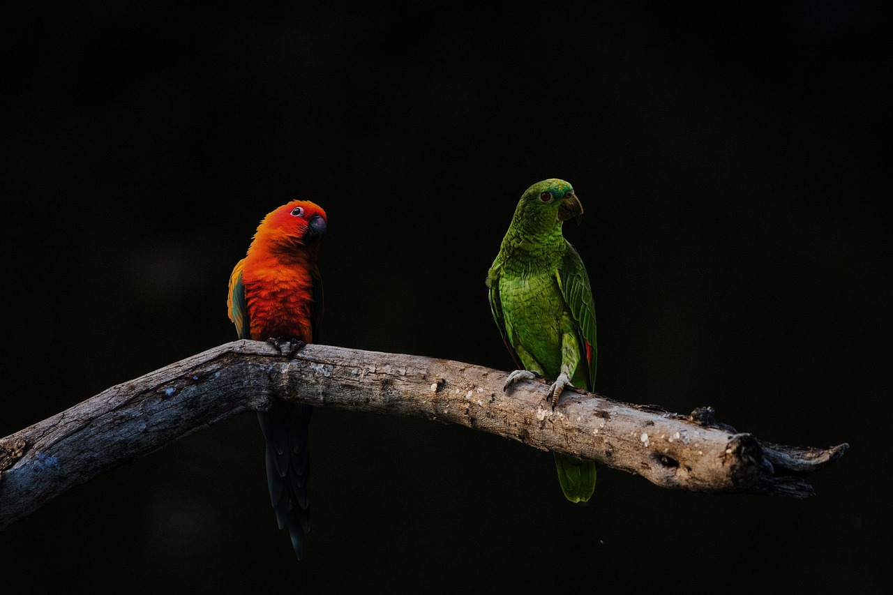 Parrots Birds Perched Free Photo On Pixabay Pixabay