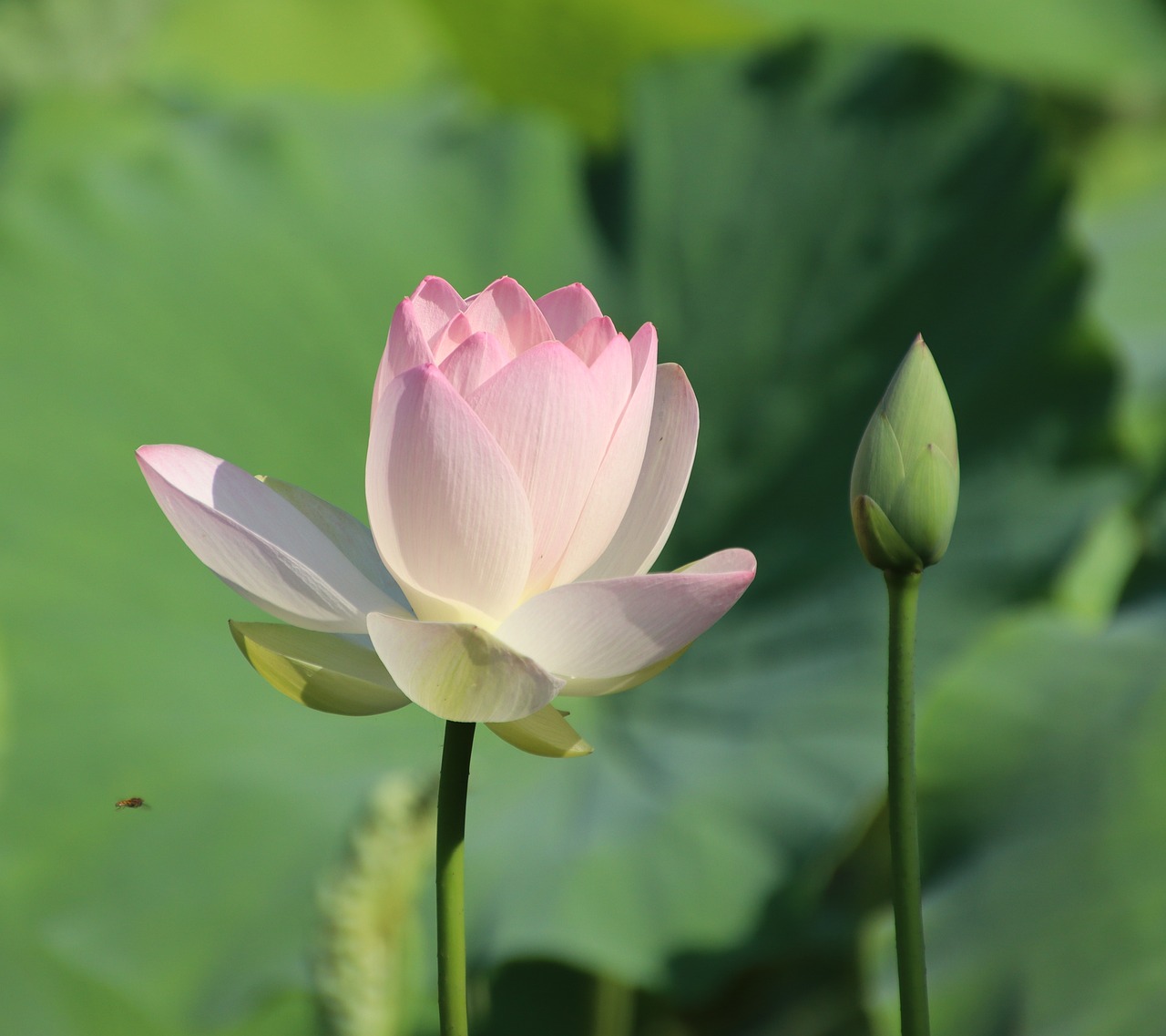 Lotus Blume Knospe - Kostenloses Foto auf Pixabay - Pixabay