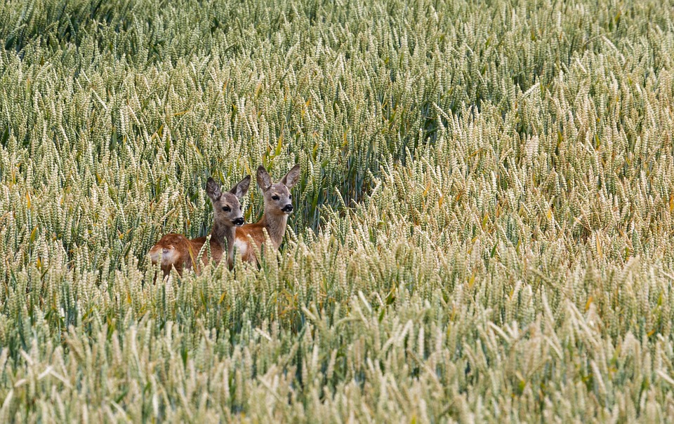 Cerf Faon Sur Le Terrain - Photo gratuite sur Pixabay