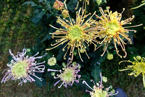 8+ Free Spider Chrysanthemums & Chrysanthemum Images - Pixabay