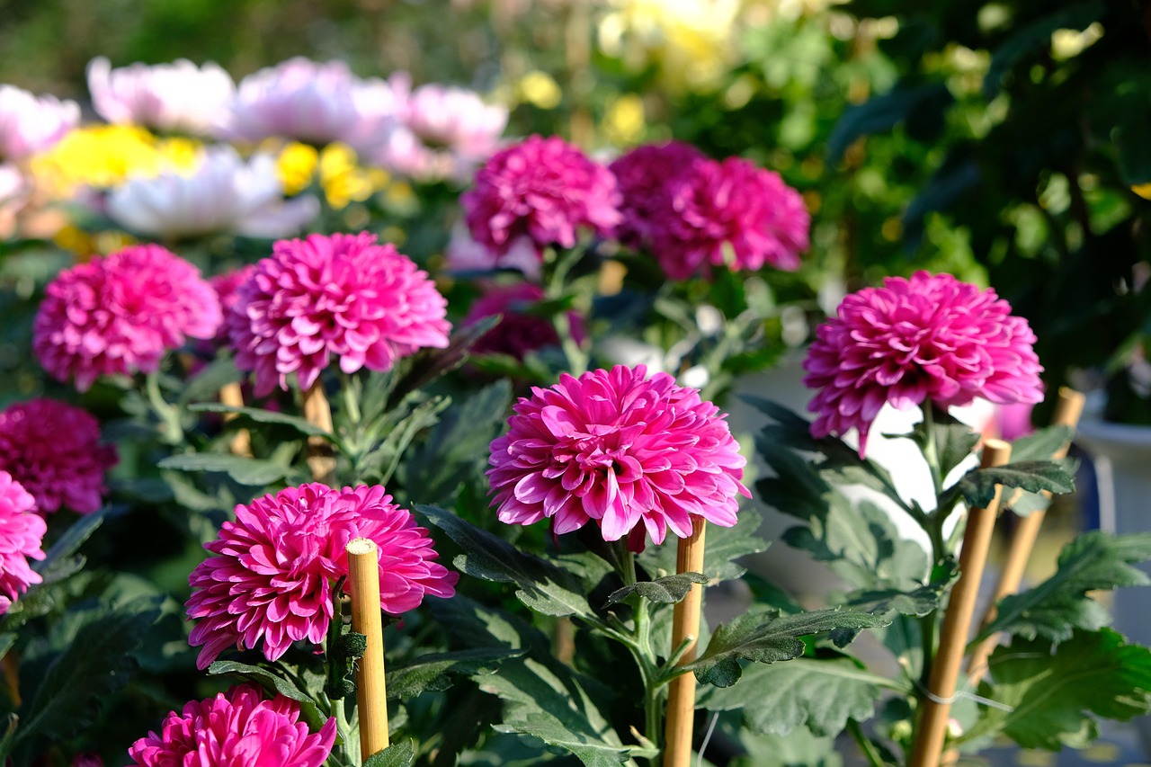 Crisântemo Flores Plantas Mãe De - Foto gratuita no Pixabay - Pixabay