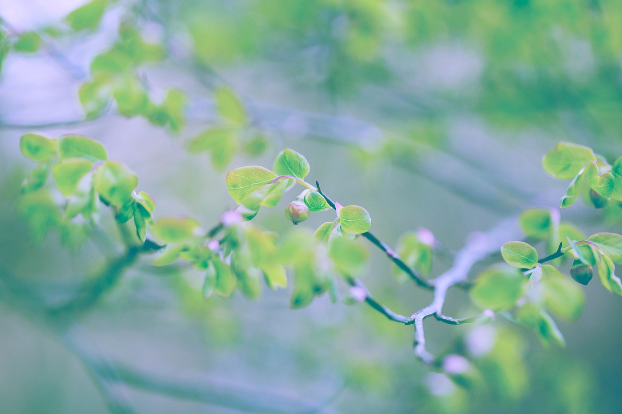 100+ Free Blueberry Flowers & Nature Images - Pixabay