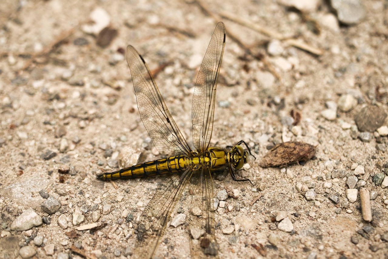 Libelle Insekt Makro - Kostenloses Foto auf Pixabay - Pixabay