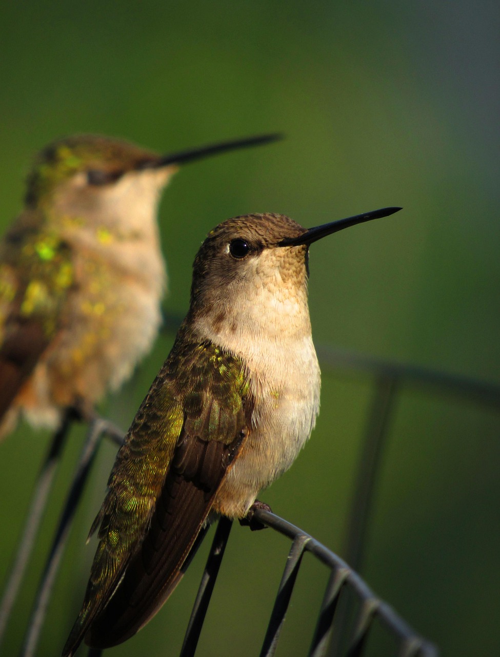 Black-Chinned Hummingbirds Birds - Free photo on Pixabay - Pixabay