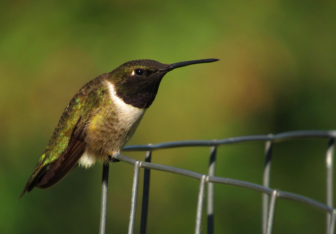 1,000+ Free Hummingbird & Nature Images - Pixabay