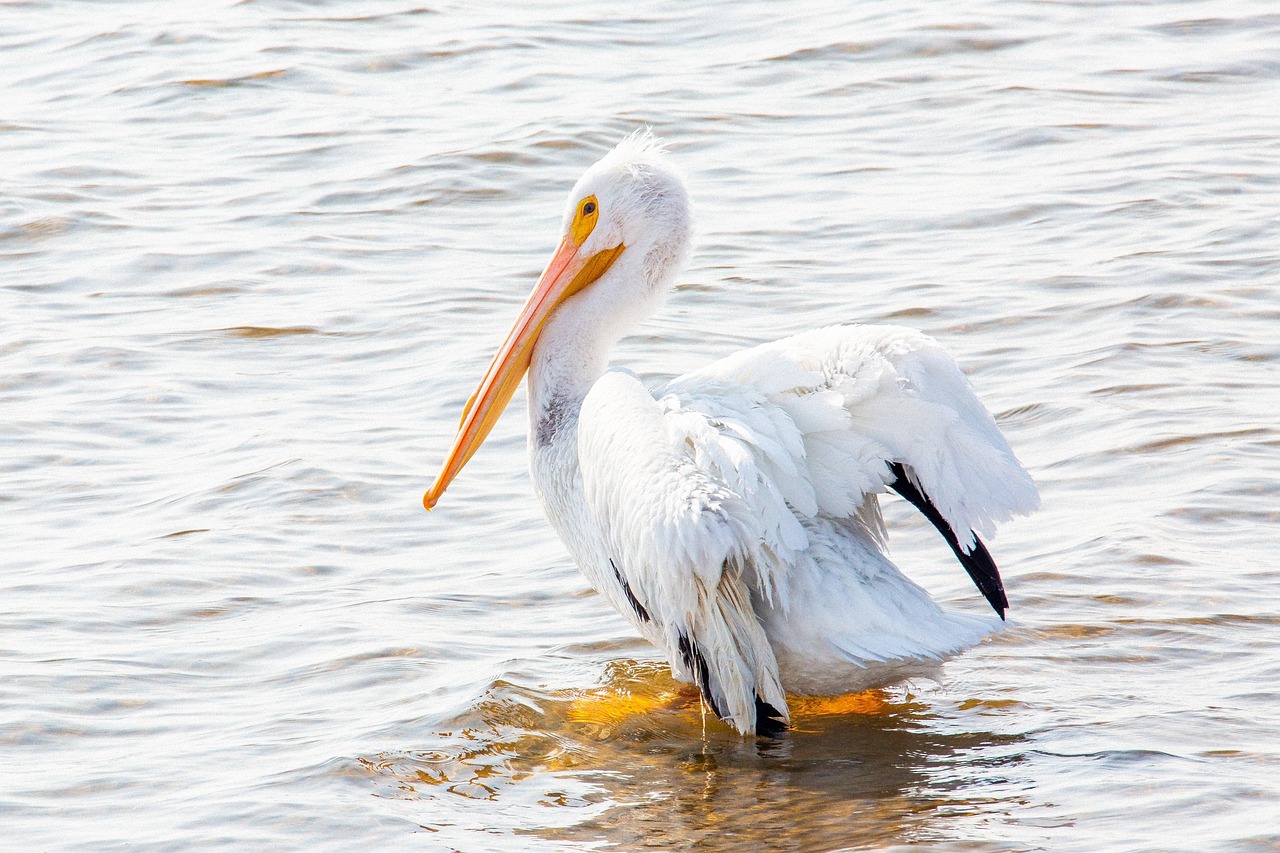 Pelícano Pájaro Pelecanus - Foto gratis en Pixabay - Pixabay