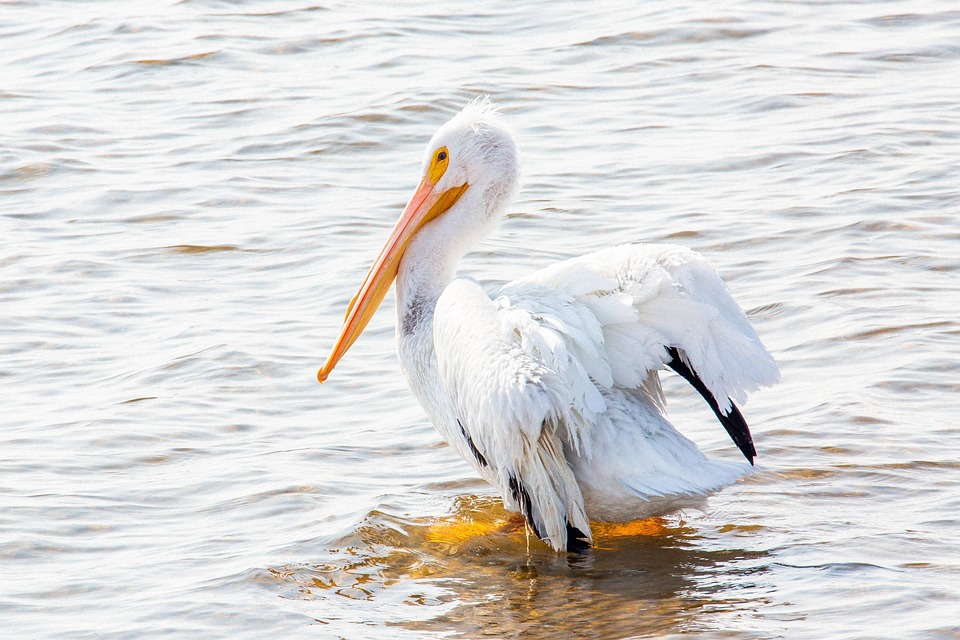 Burung Pelikan Pelican - Foto gratis di Pixabay - Pixabay