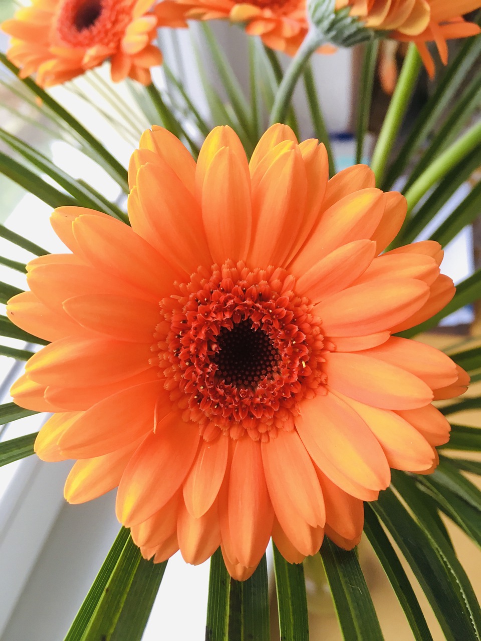 Gerbera Orange Fleur Les - Image gratuite sur Pixabay - Pixabay