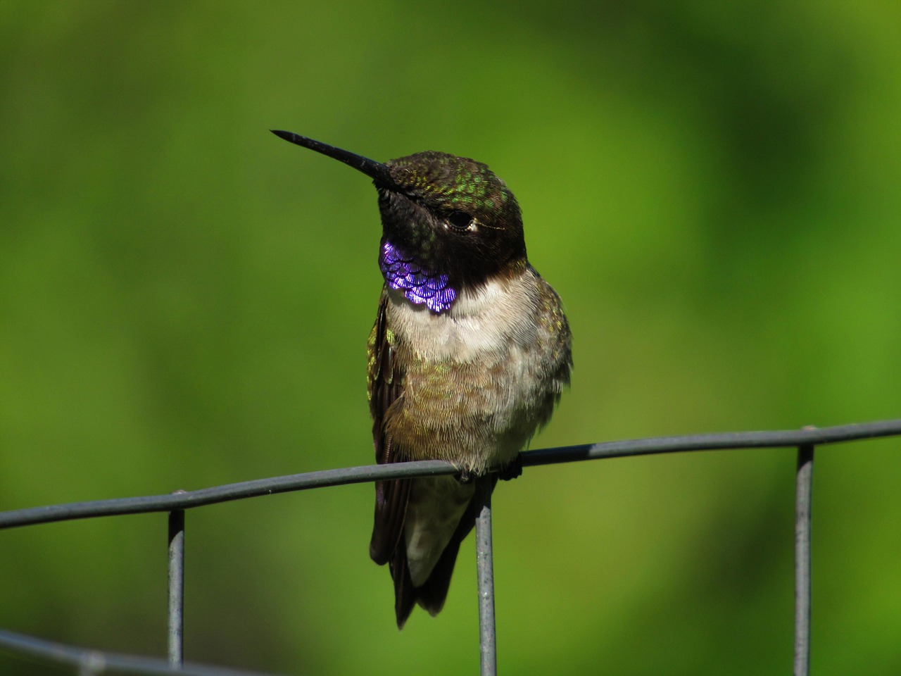 Black-Chinned Hummingbird Bird - Free photo on Pixabay - Pixabay