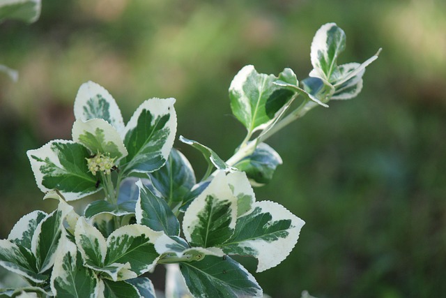 Fusain De Chine Euonymus Fortunei - Free photo on Pixabay - Pixabay