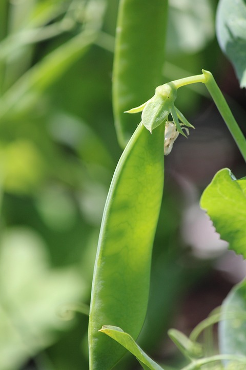 Pois Vert Cosse - Free photo on Pixabay - Pixabay