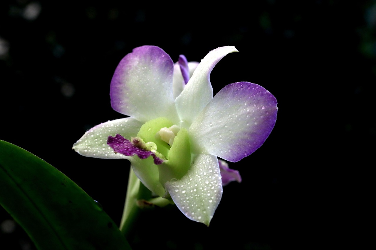 Anggrek Bunga Embun Titik - Foto gratis di Pixabay - Pixabay