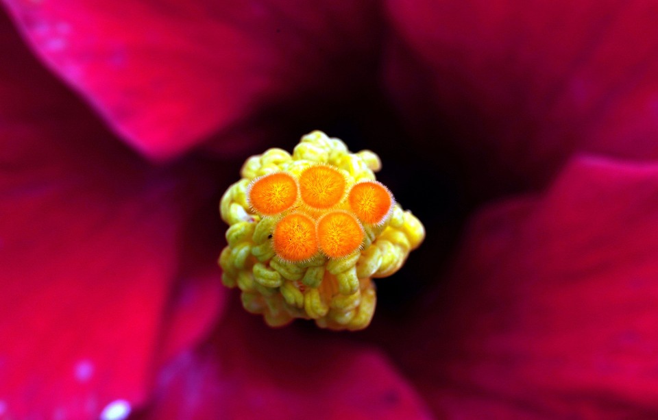 Hibiscus Flower Pollen - Free photo on Pixabay - Pixabay