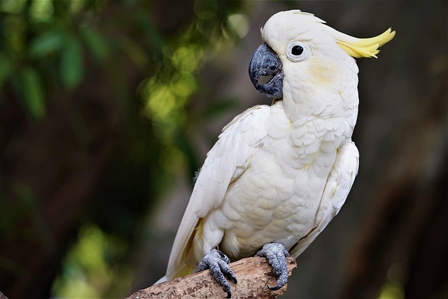 100.000+ Gambar Burung Kakatua & Kakatua Gratis - Pixabay