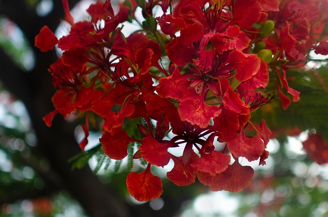 Royal Poincianas Flowers - Free photo on Pixabay - Pixabay