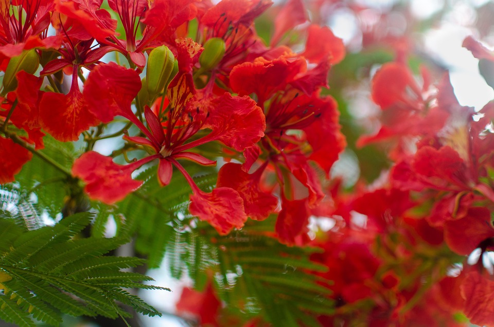 Royal Poincianas Flowers - Free photo on Pixabay - Pixabay