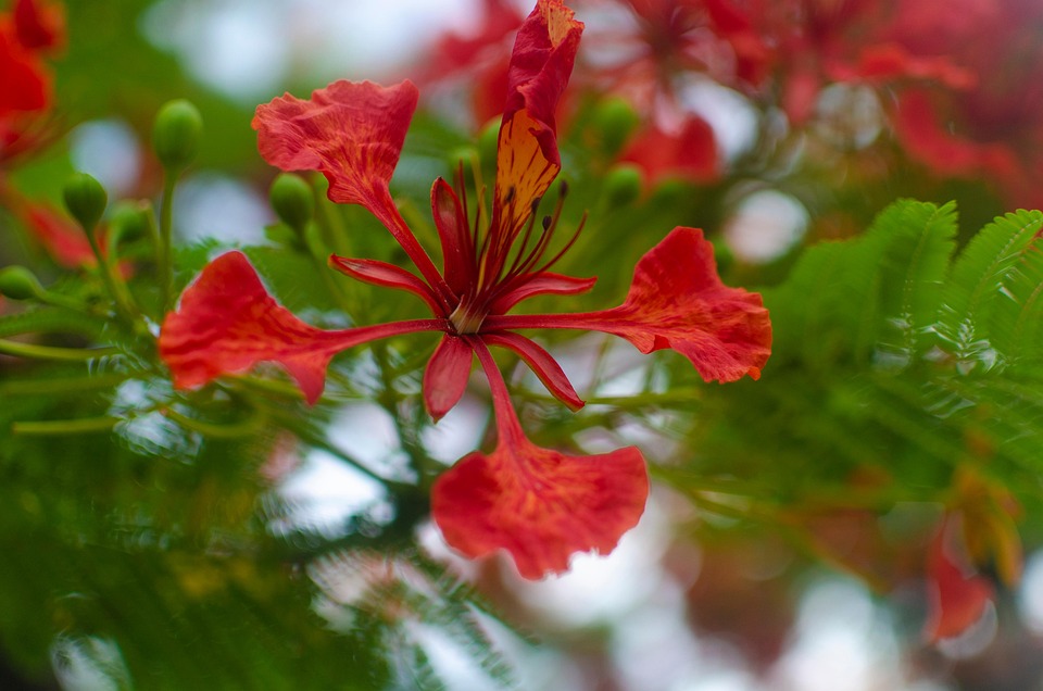 Royal Poincianas Flowers - Free photo on Pixabay - Pixabay