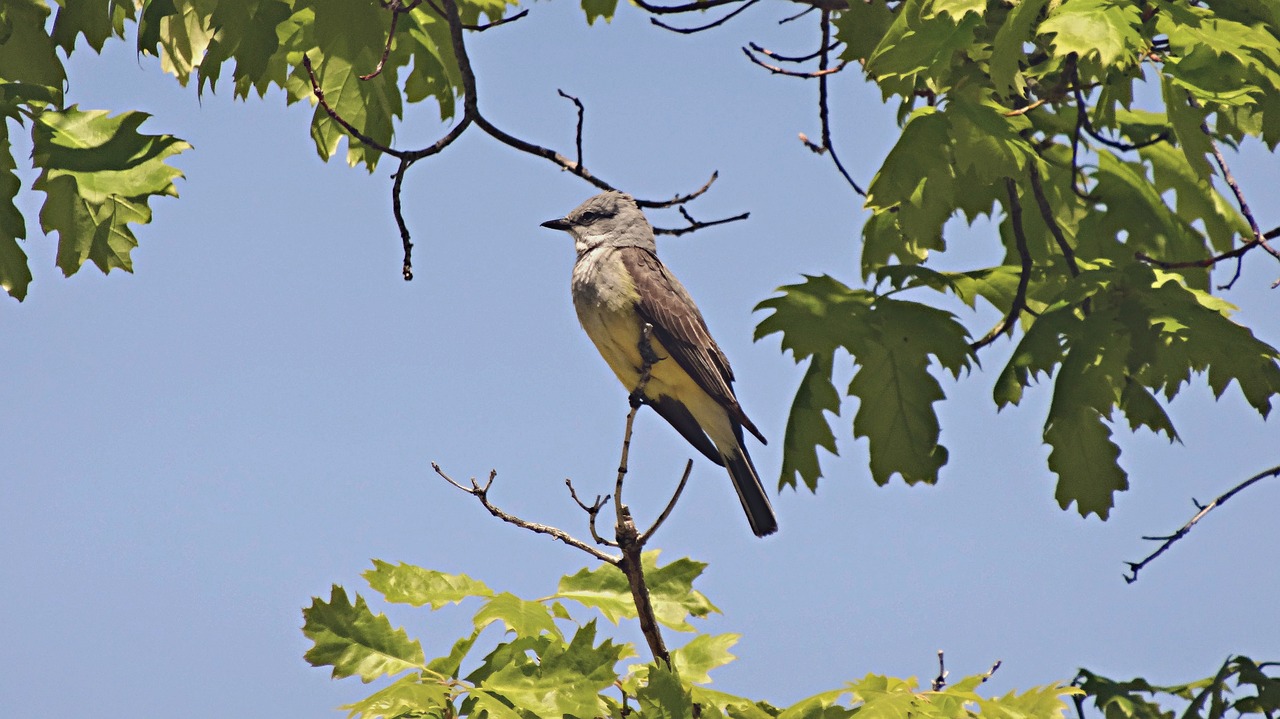 Western Kingbird Bird Perched - Free photo on Pixabay - Pixabay