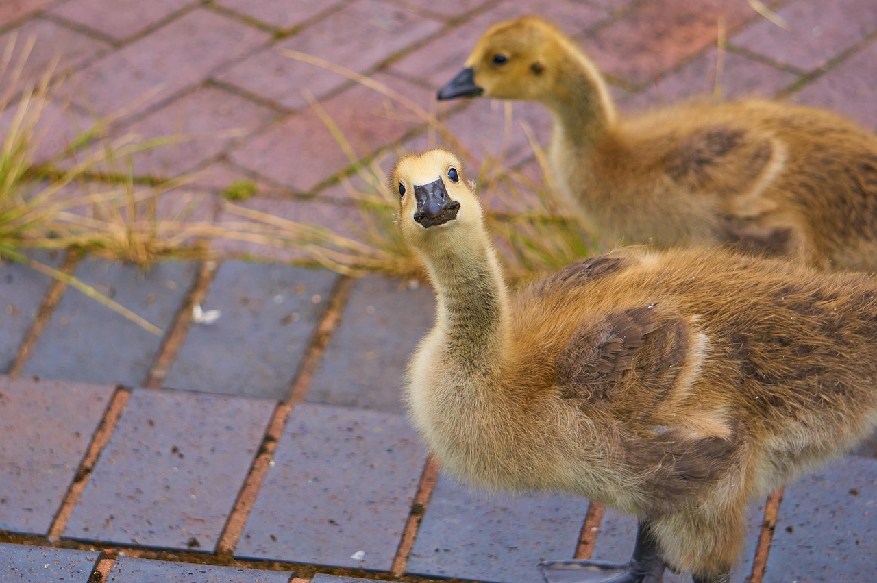 Goslings Birds Waterfowls Water - Free photo on Pixabay - Pixabay