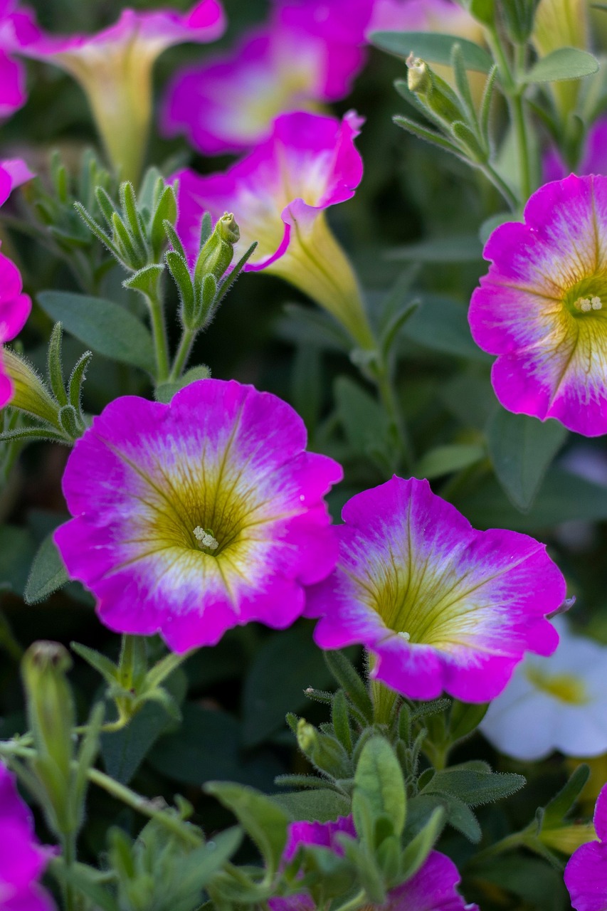 Petunias Flowers Petals Petunia - Free photo on Pixabay - Pixabay