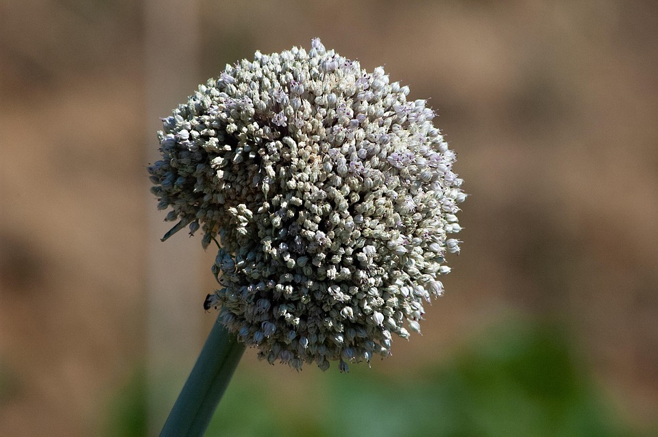Leek Flowers Buds - Free photo on Pixabay - Pixabay