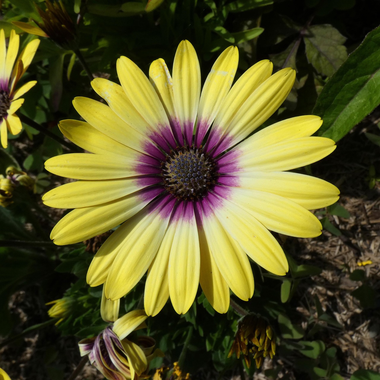 Gazania Aster Afrika Bunga Kelopak - Foto gratis di Pixabay - Pixabay