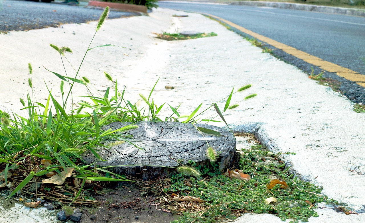 Road Stump Alone - Free photo on Pixabay - Pixabay